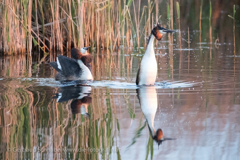 Der Haubentaucher - Ursprung Licht